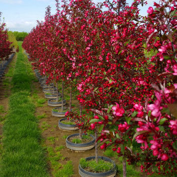 Brentano's Tree Farm | Ordering & Shipping